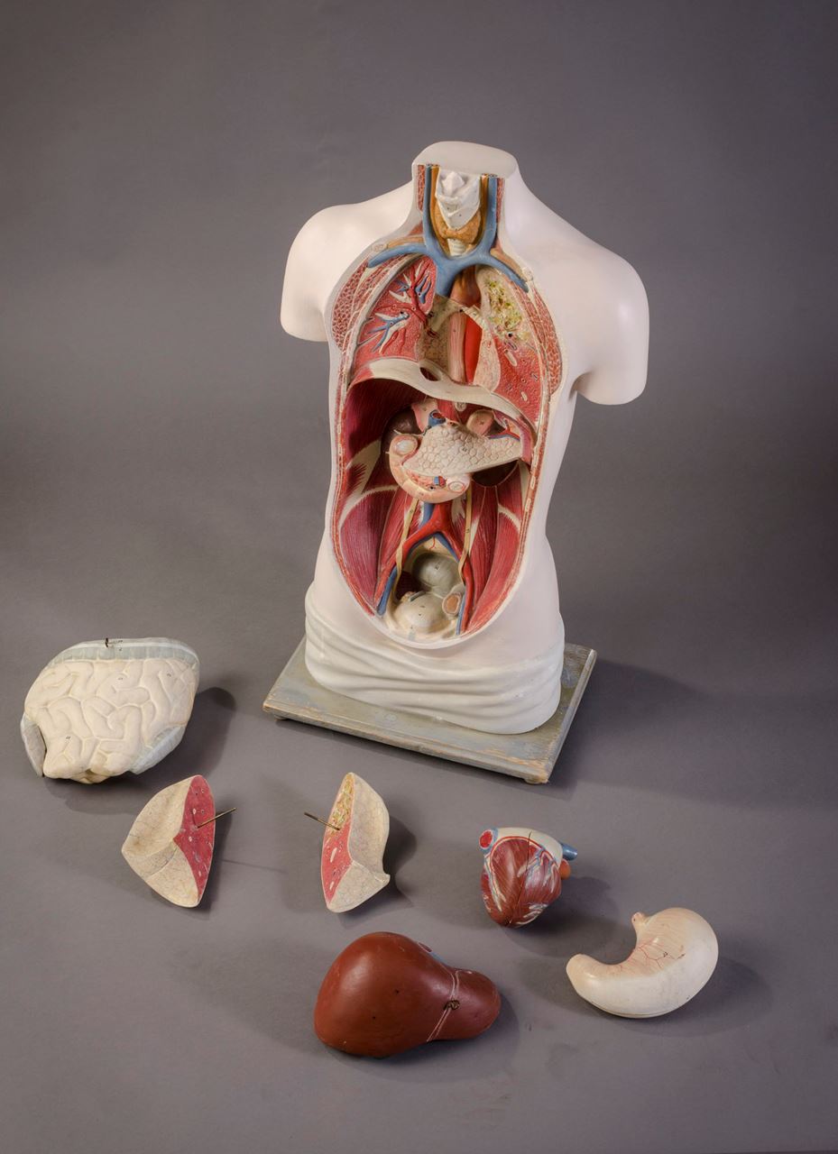 Torso Medical Model | Hieronymus Objects