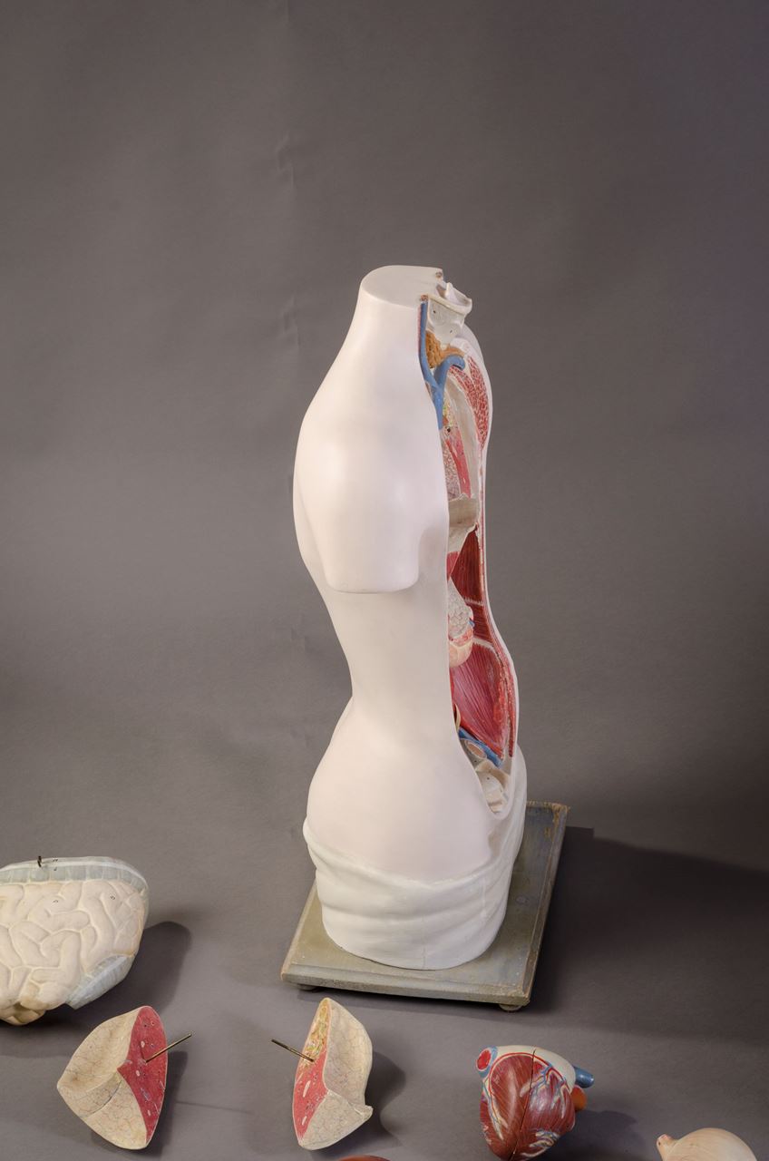 Torso Medical Model | Hieronymus Objects