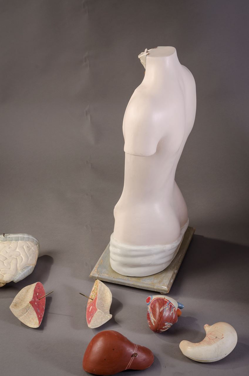 Torso Medical Model | Hieronymus Objects