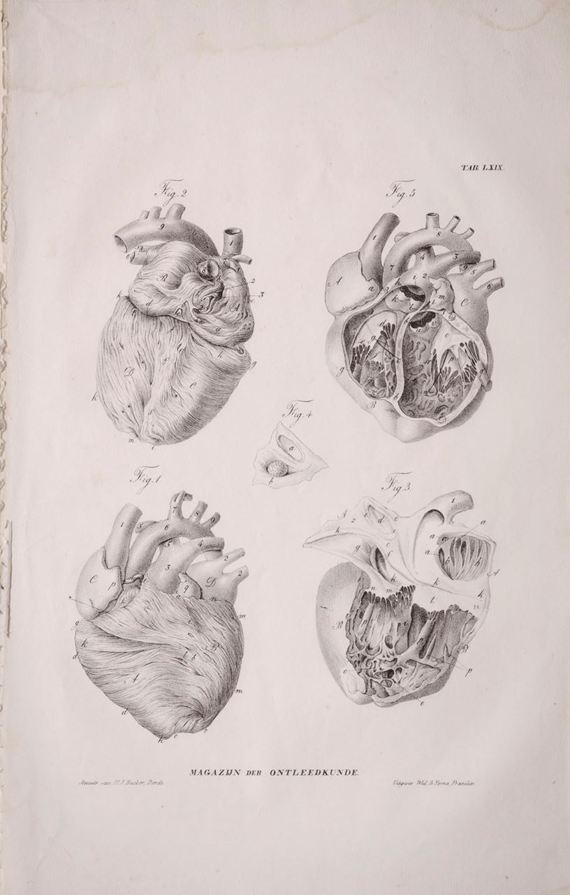 Anatomical Heart | Hieronymus Objects