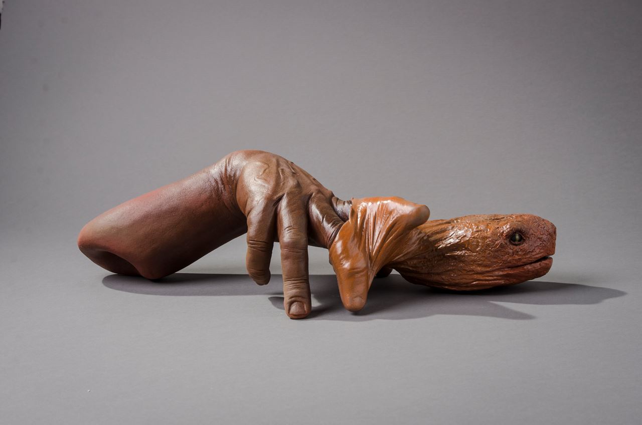 Tortuga | Hieronymus Objects