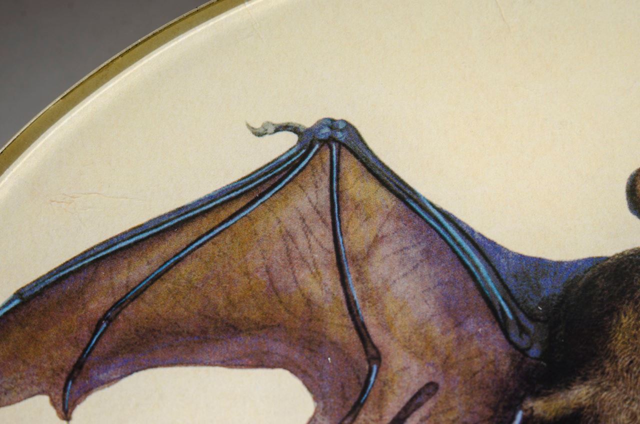 Bat Plate | Hieronymus Objects