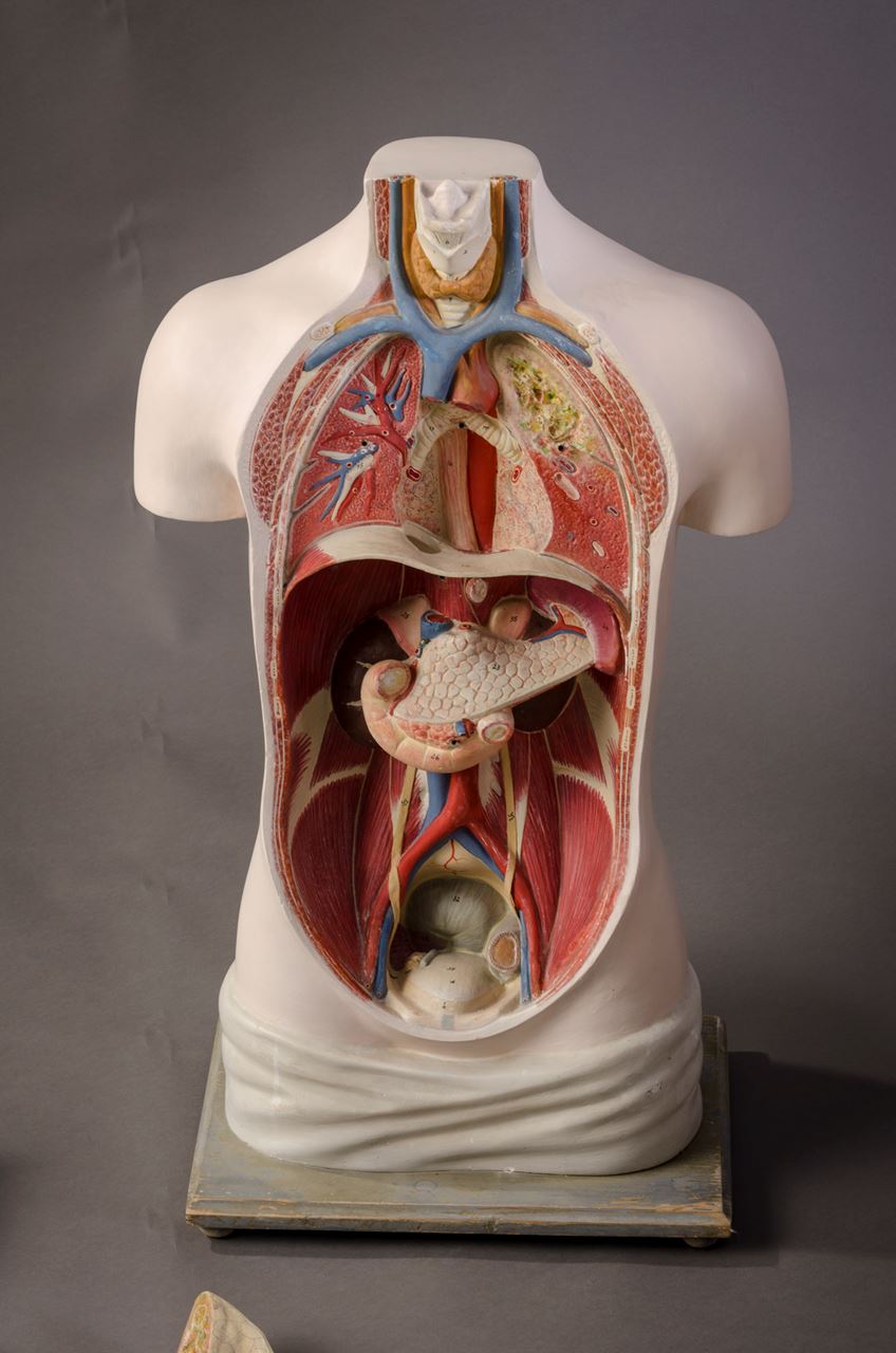 Torso Medical Model | Hieronymus Objects