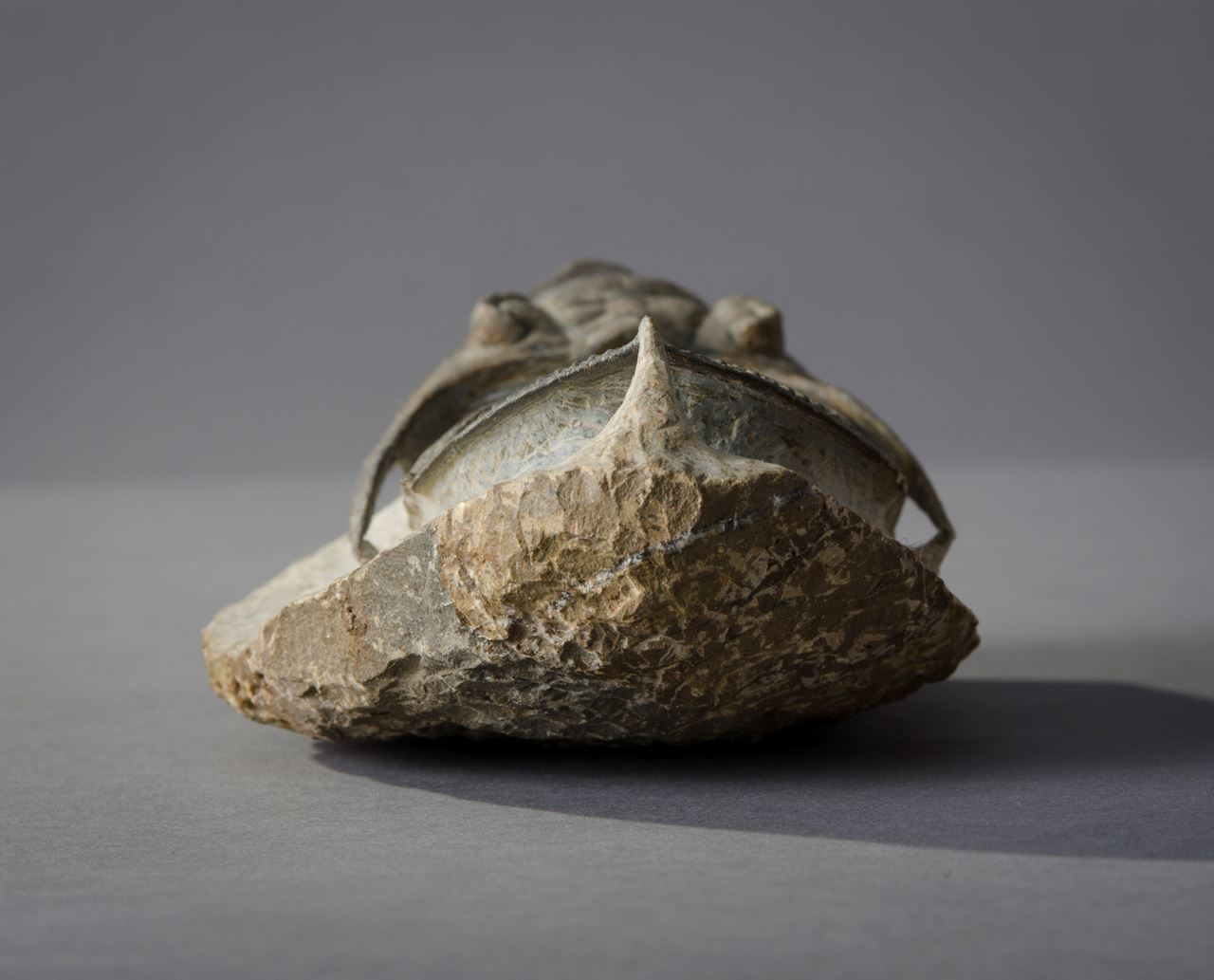 Cast Fossil | Hieronymus Objects