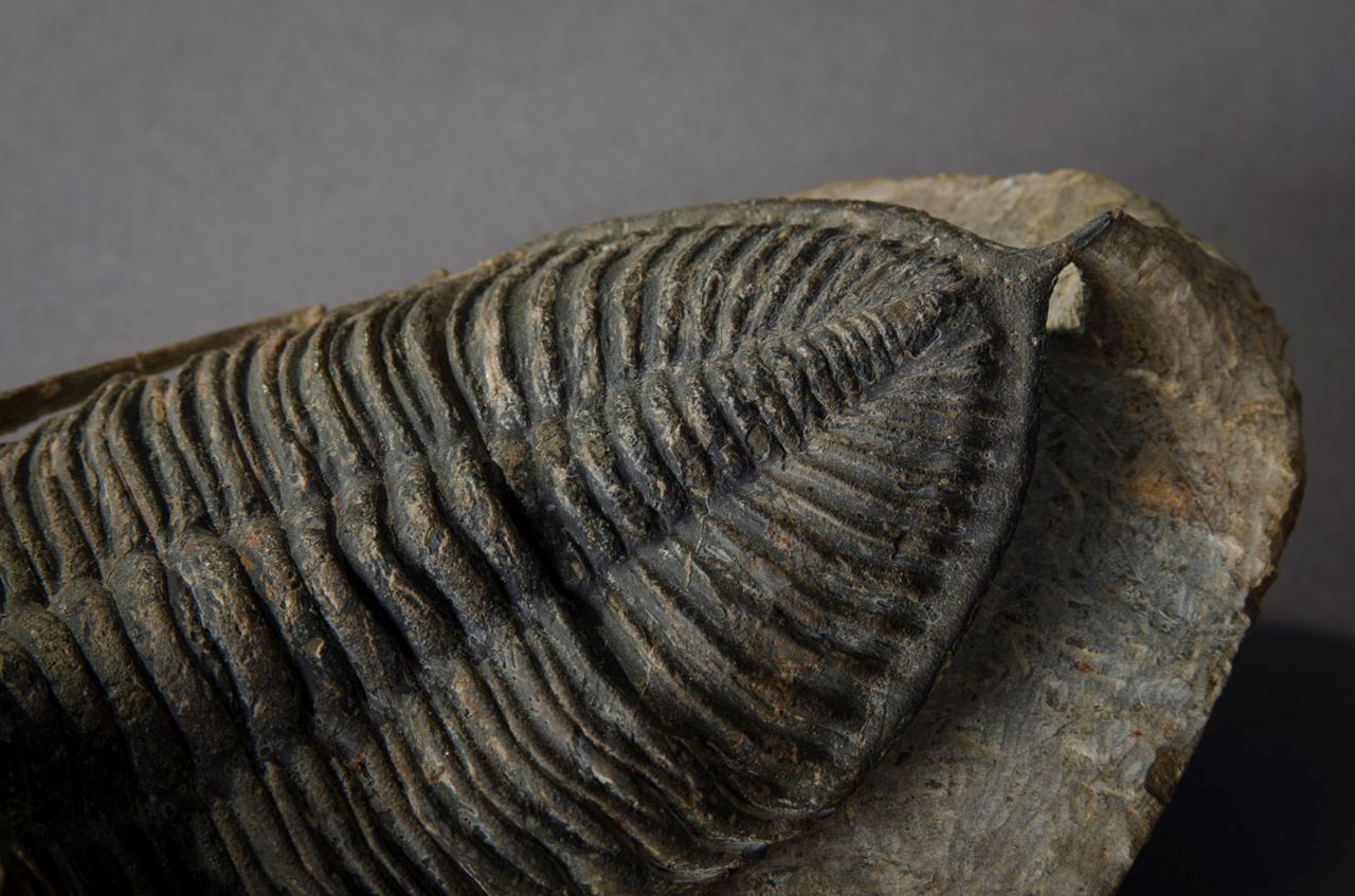 Cast Fossil | Hieronymus Objects