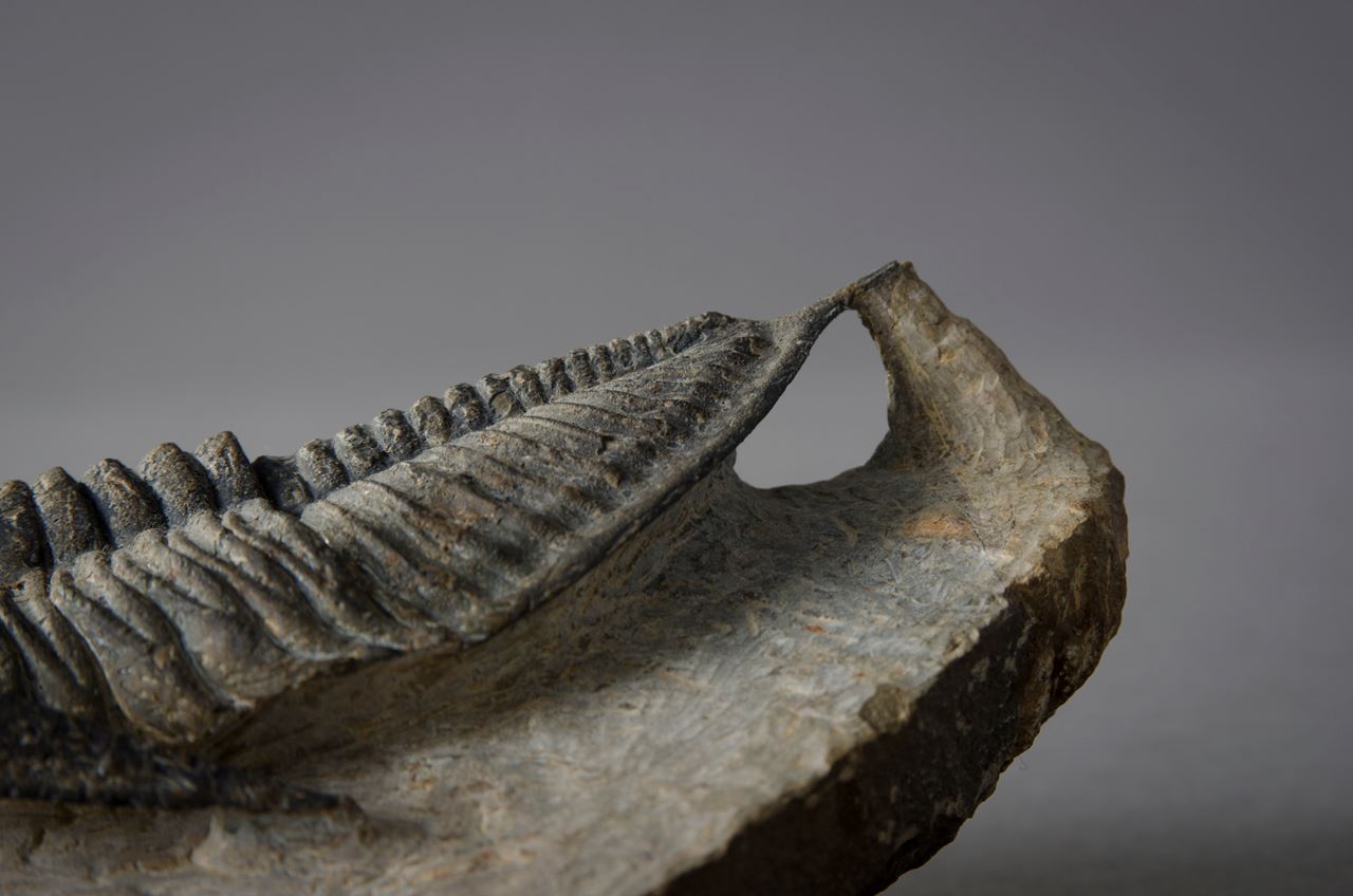 Cast Fossil | Hieronymus Objects