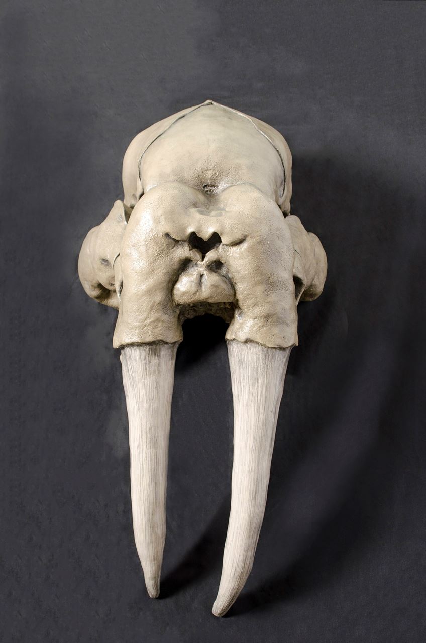 Walrus Mount | Hieronymus Objects